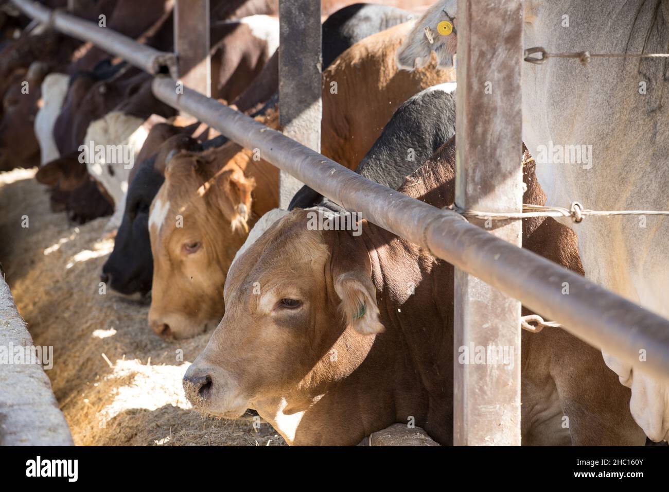Cattle feed australia hi-res stock photography and images - Alamy