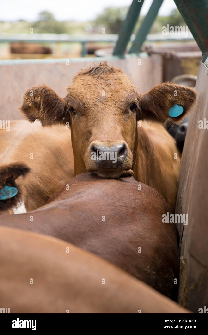 Feedlot cattle in a chute prior to processing Stock Photo - Alamy