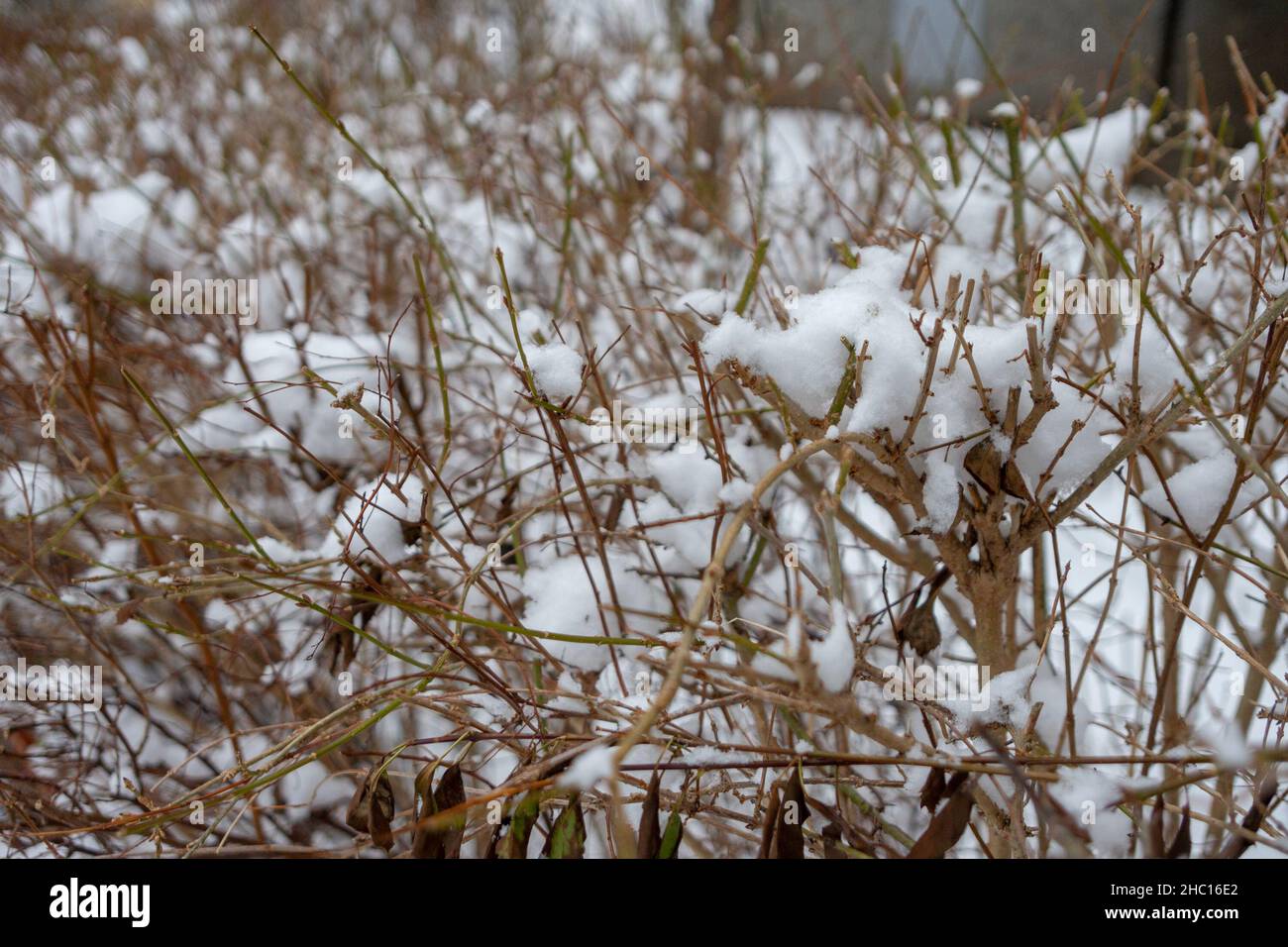 Snow covered bush. Snow flakes on the branches Stock Photo - Alamy