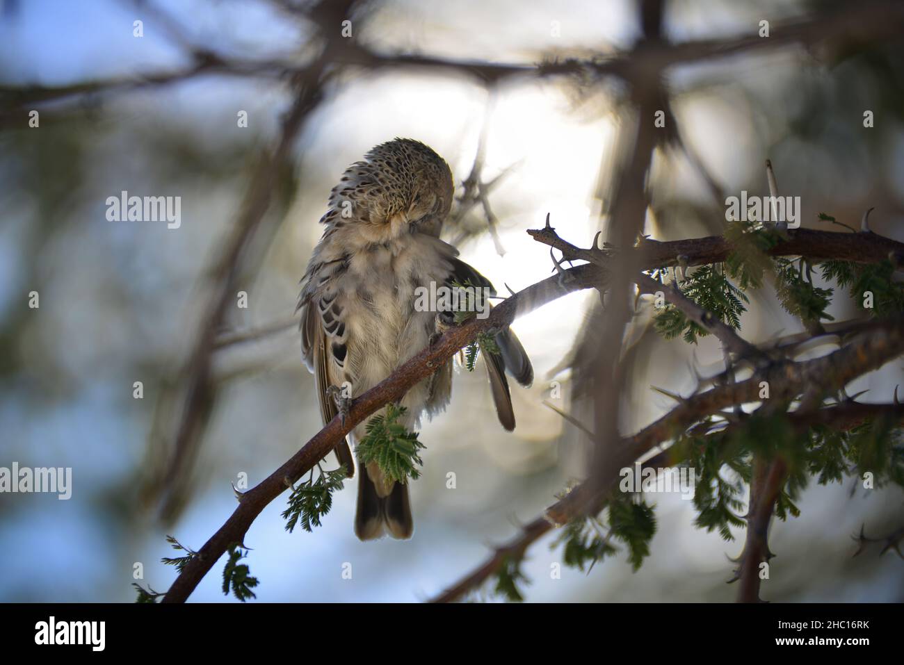 Birds of Namibia in Africa Stock Photo - Alamy