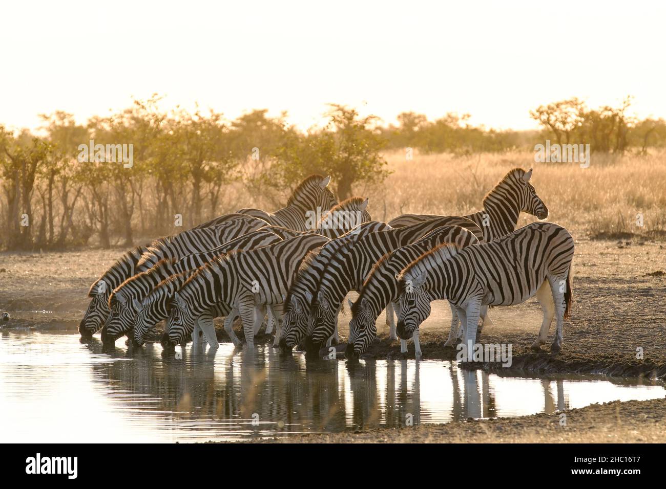 Wildlife in the Etosha National Park in Namibia. Africa is a paradise ...