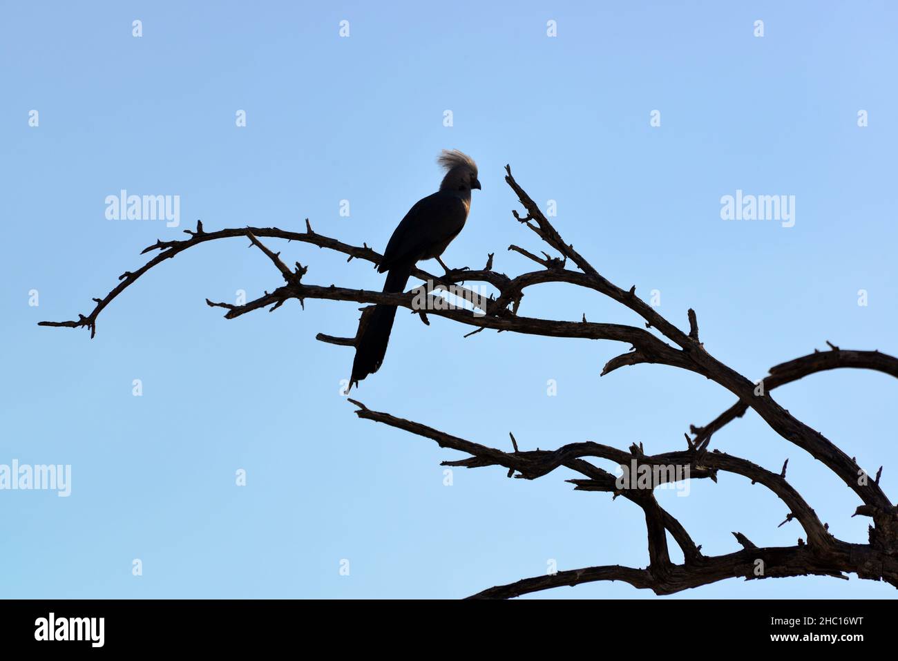 Birds of Namibia in Africa Stock Photo - Alamy