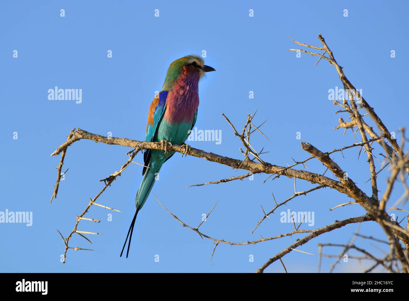 Birds of Namibia in Africa Stock Photo - Alamy
