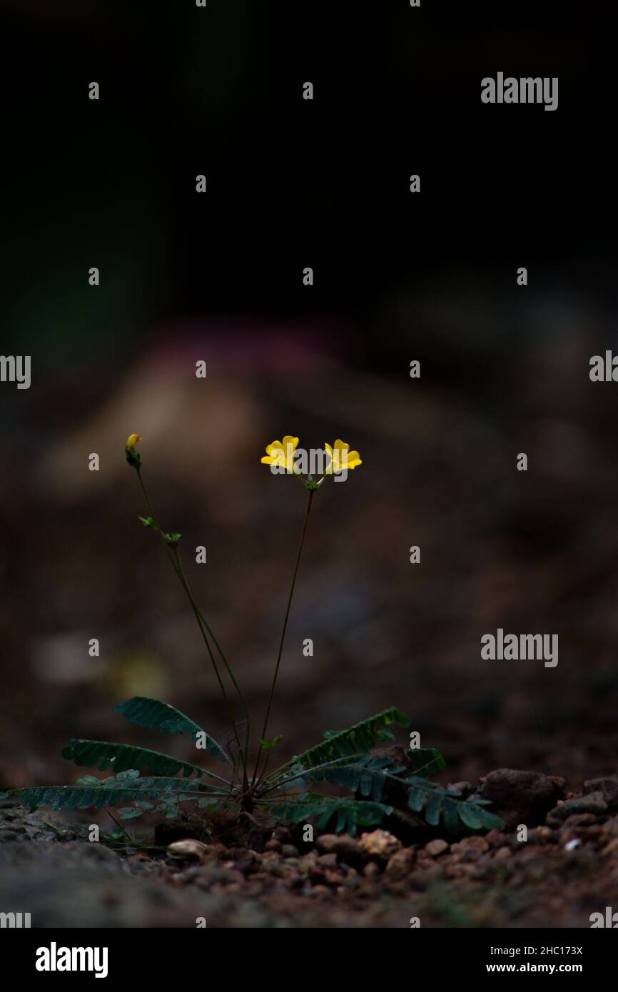 The little tree plant or Biophytum sensitivum Stock Photo - Alamy