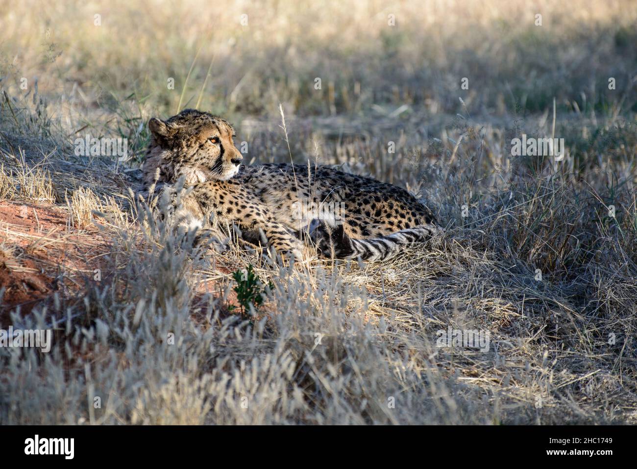 The majestic leopard you can see in Namibia Stock Photo - Alamy
