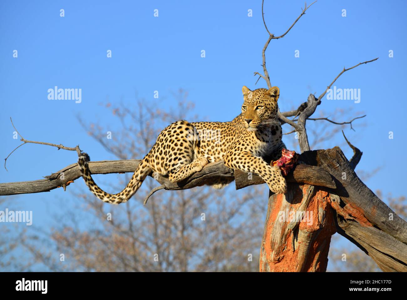 The majestic leopard you can see in Namibia Stock Photo - Alamy