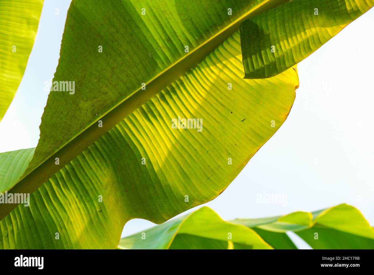 Banana tree leaf plantation against blue sky cloud fruit industry Stock ...