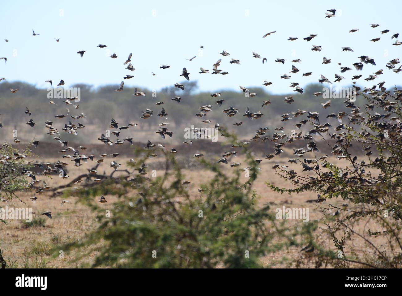 Birds of Namibia in Africa Stock Photo - Alamy