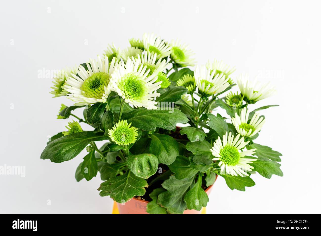 Pot mums hi-res stock photography and images - Alamy