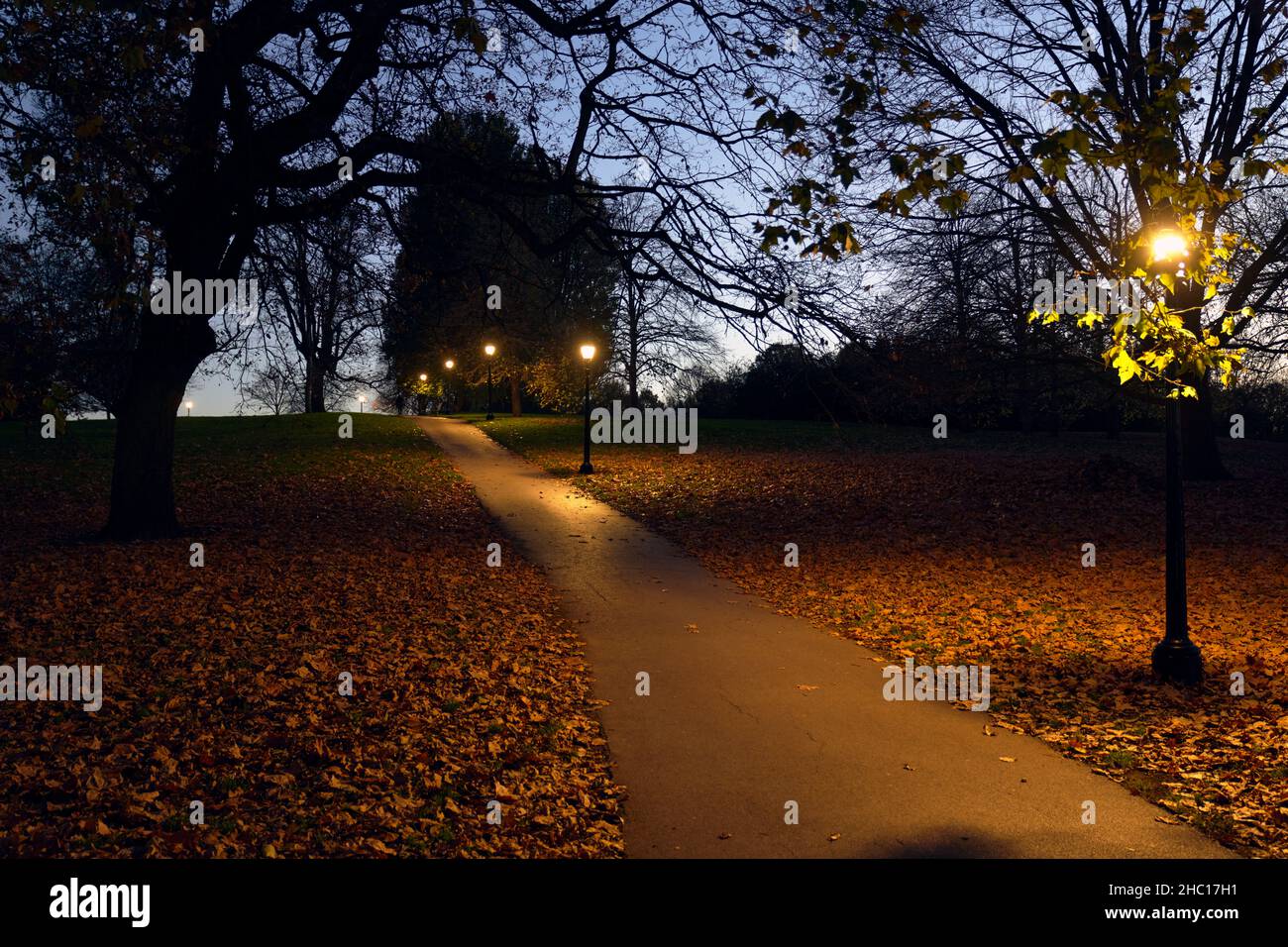 Tree's with no leaves separated by a path lined with illuminated street ...