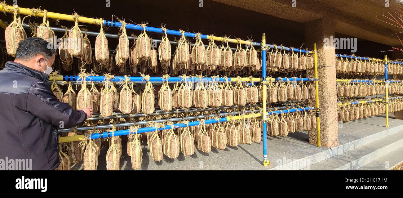 23rd Dec, 2021. Drying bean paste to make soy sauce An employee ...