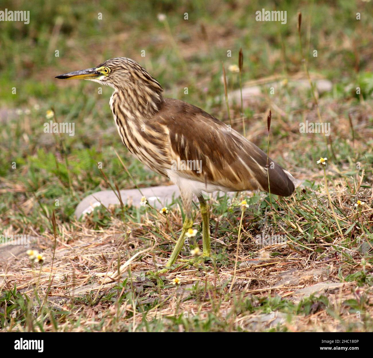 Cryptically coloured Indian pond heron or paddy bird (Ardeola grayii ...