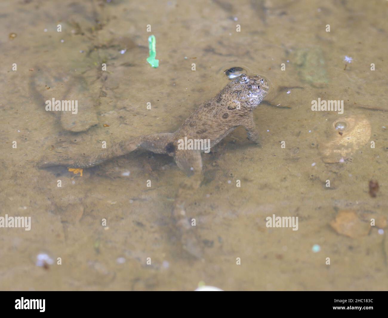 Adult of the yellow-bellied toad, Bombina variegata in the shallow ...