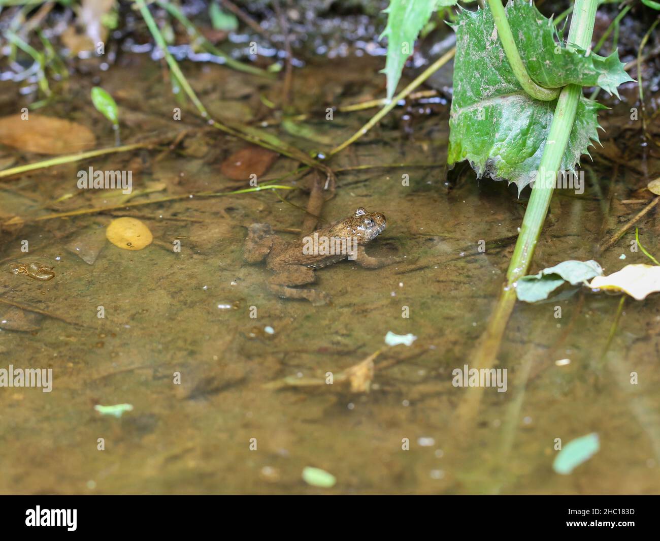 Adult of the yellow-bellied toad, Bombina variegata in the shallow ...