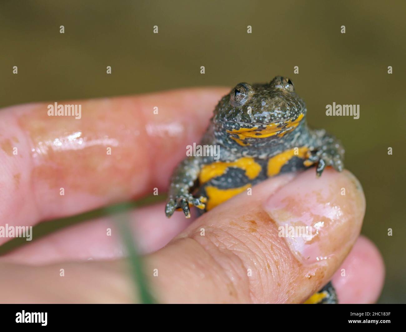 Adult of the yellow-bellied toad, Bombina variegata in the hand Stock ...