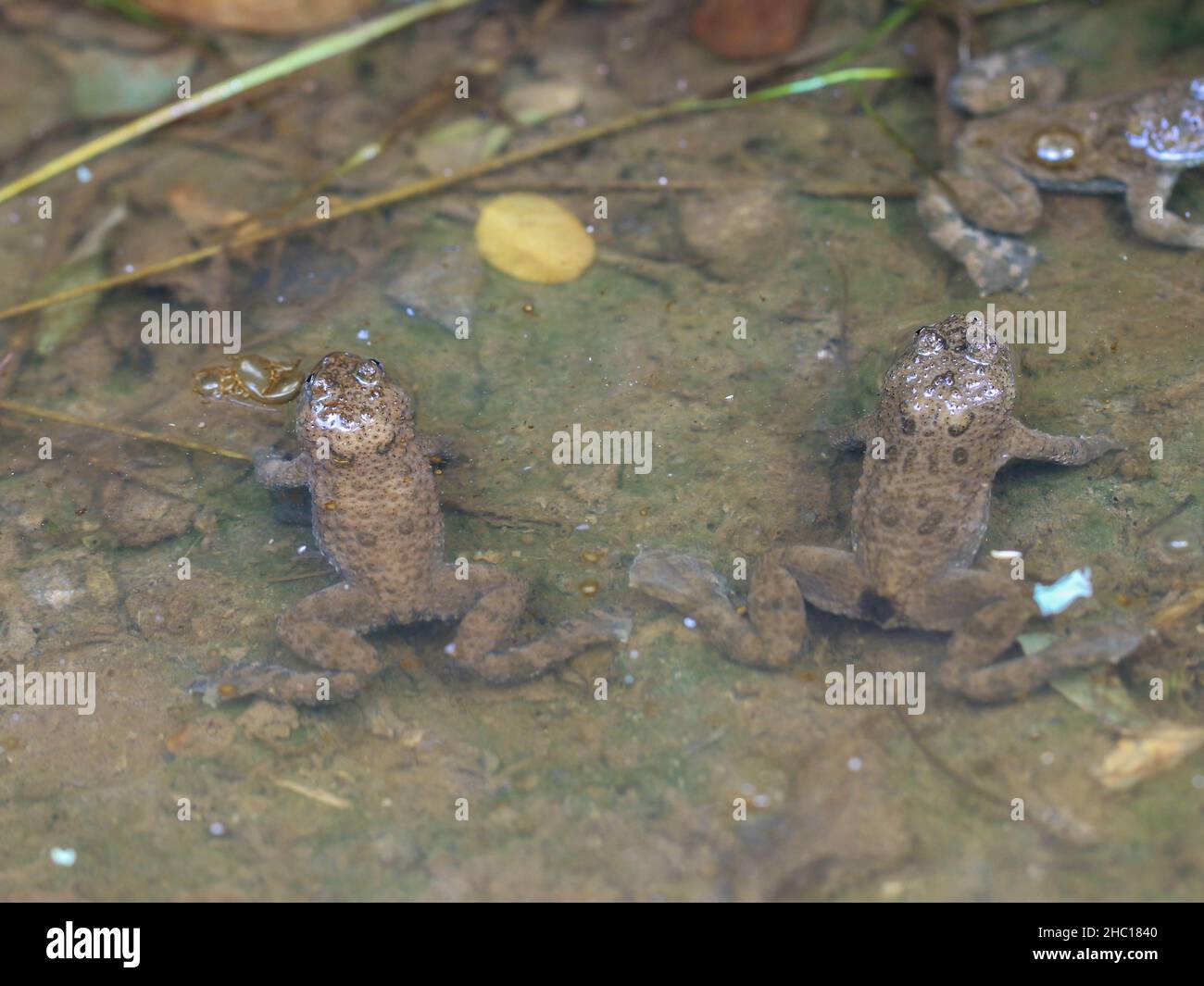 Three adult yellow-bellied toads, Bombina variegata in the shallow ...
