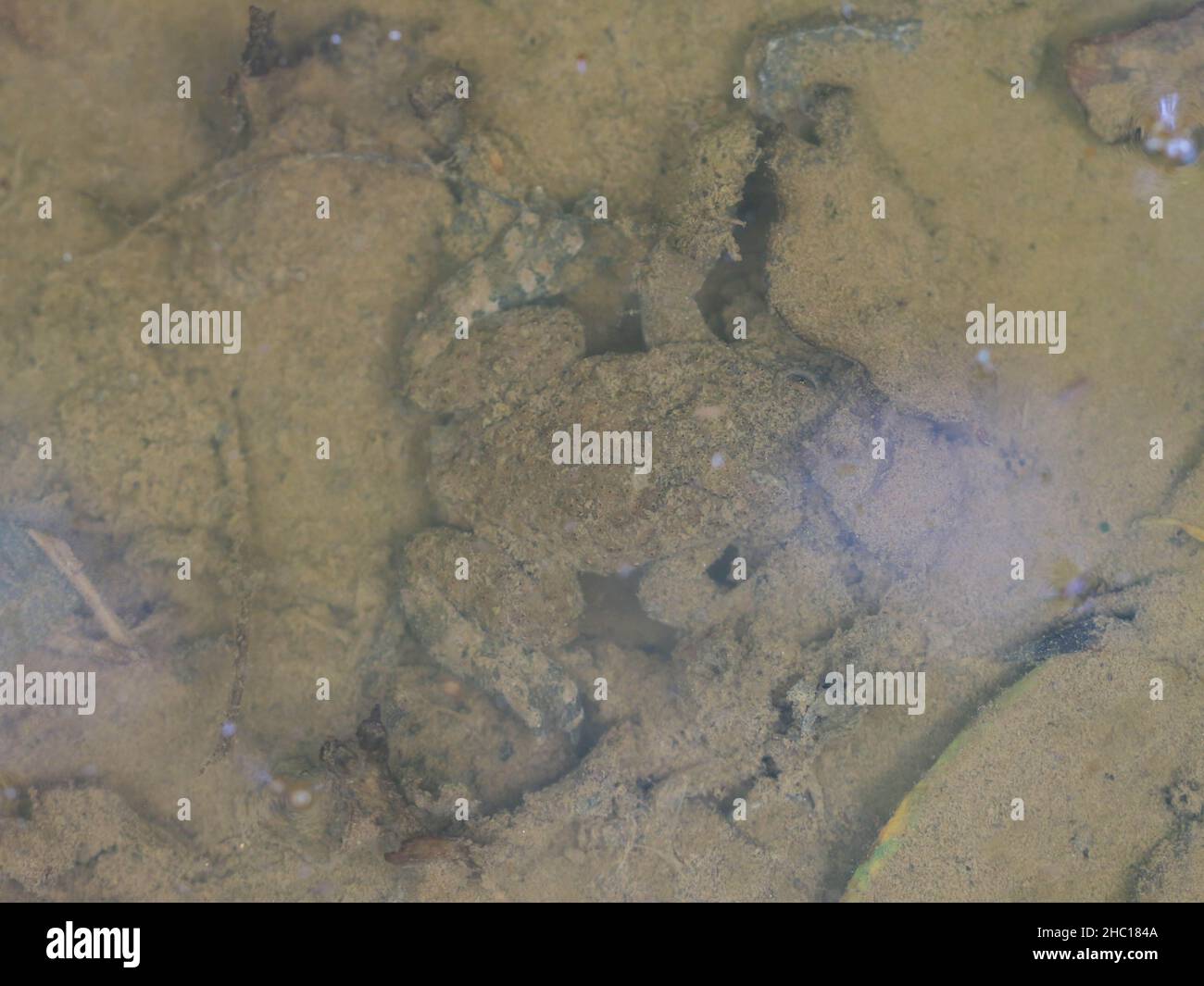 Single adult of the yellow-bellied toad, Bombina variegata hiding in a ...