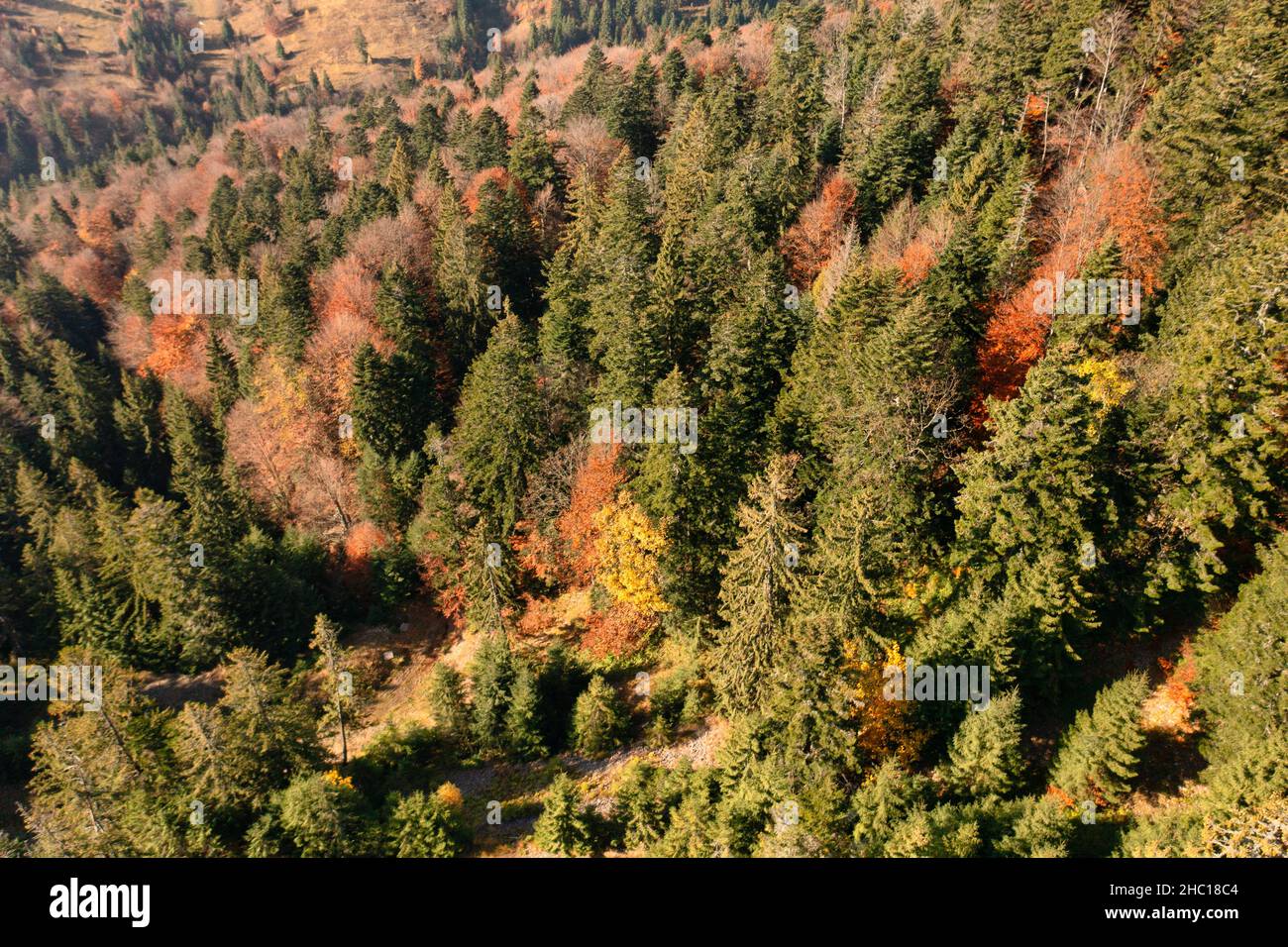 Autumn multi-colored forest with green coniferous trees and narrow path ...