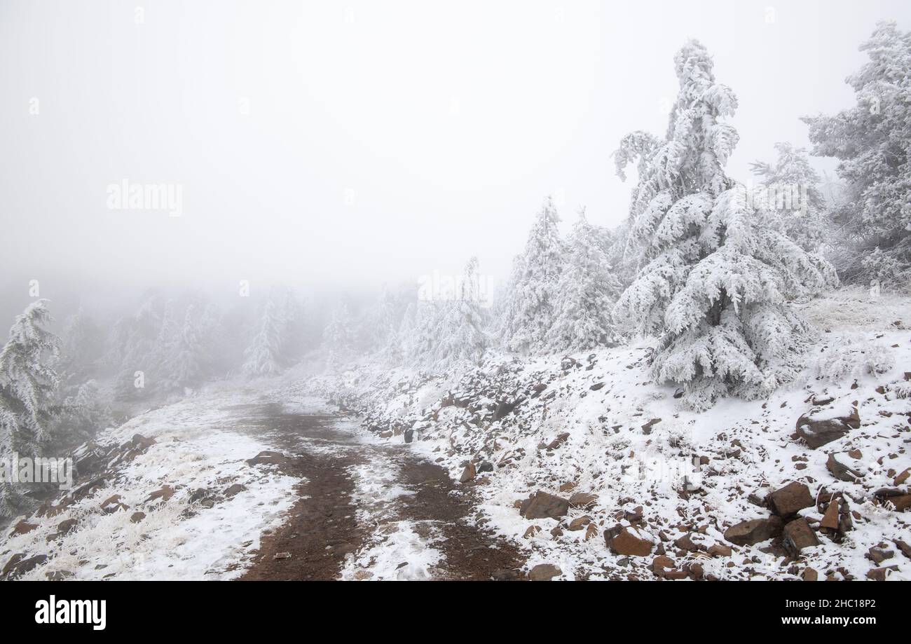 Winter forest landscape trekking trail with land and pine trees covered ...