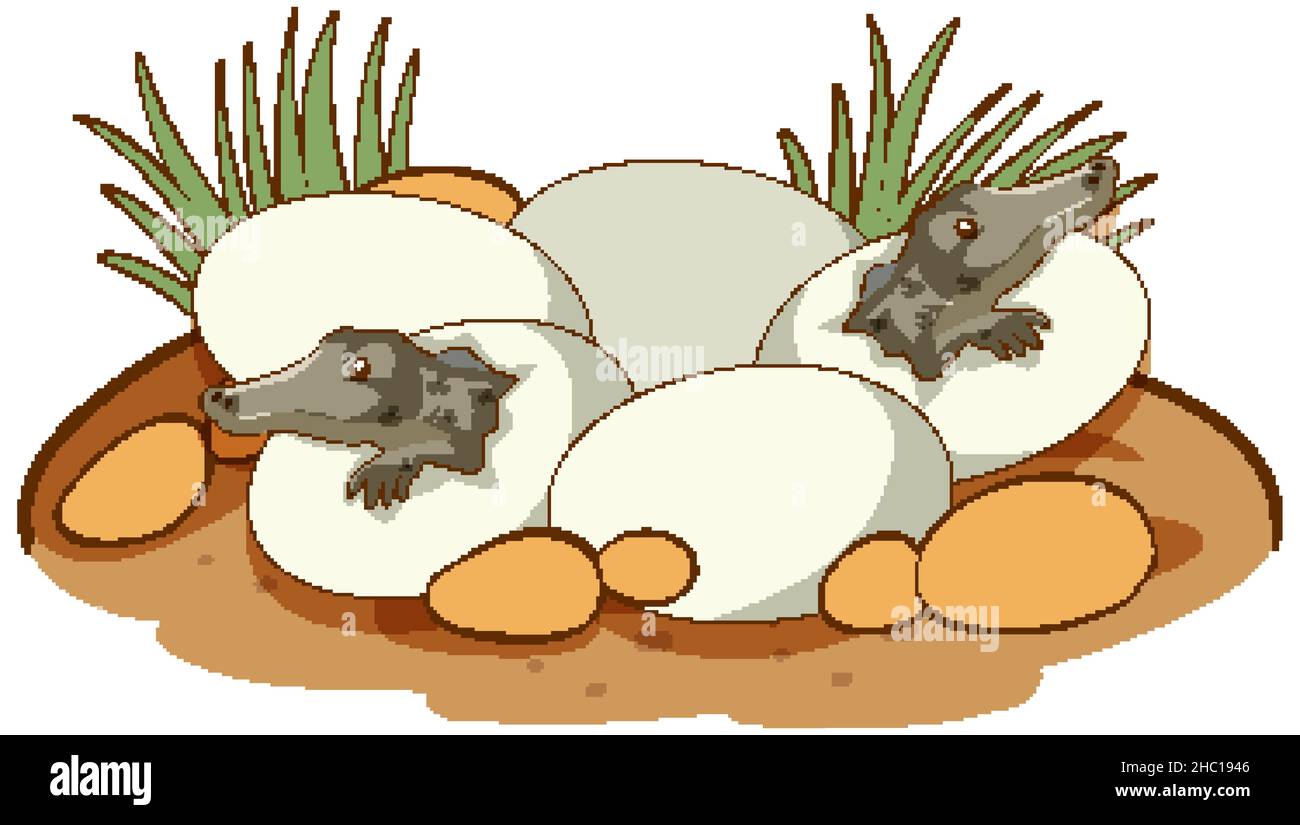 Alligators hatching from eggs illustration Stock Vector Image & Art - Alamy