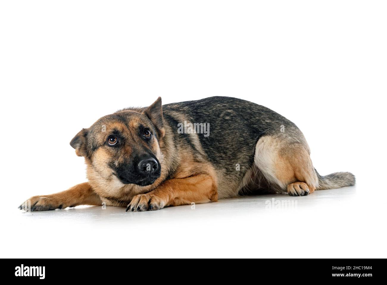 gray german shepherd in front of white background Stock Photo - Alamy