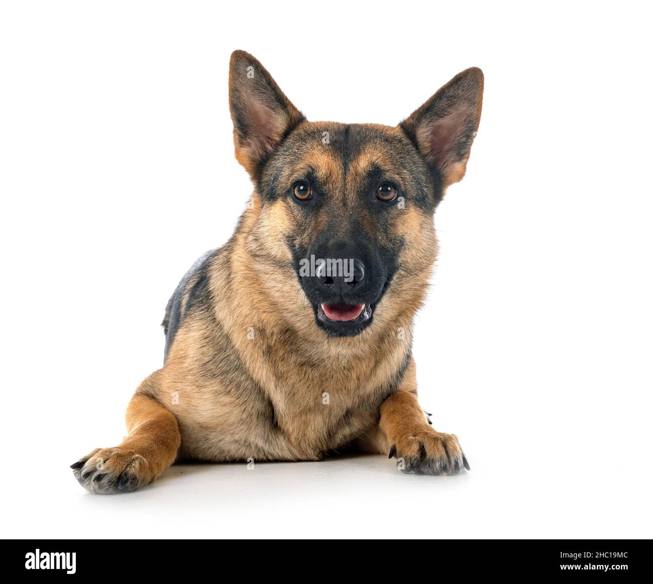 gray german shepherd in front of white background Stock Photo - Alamy