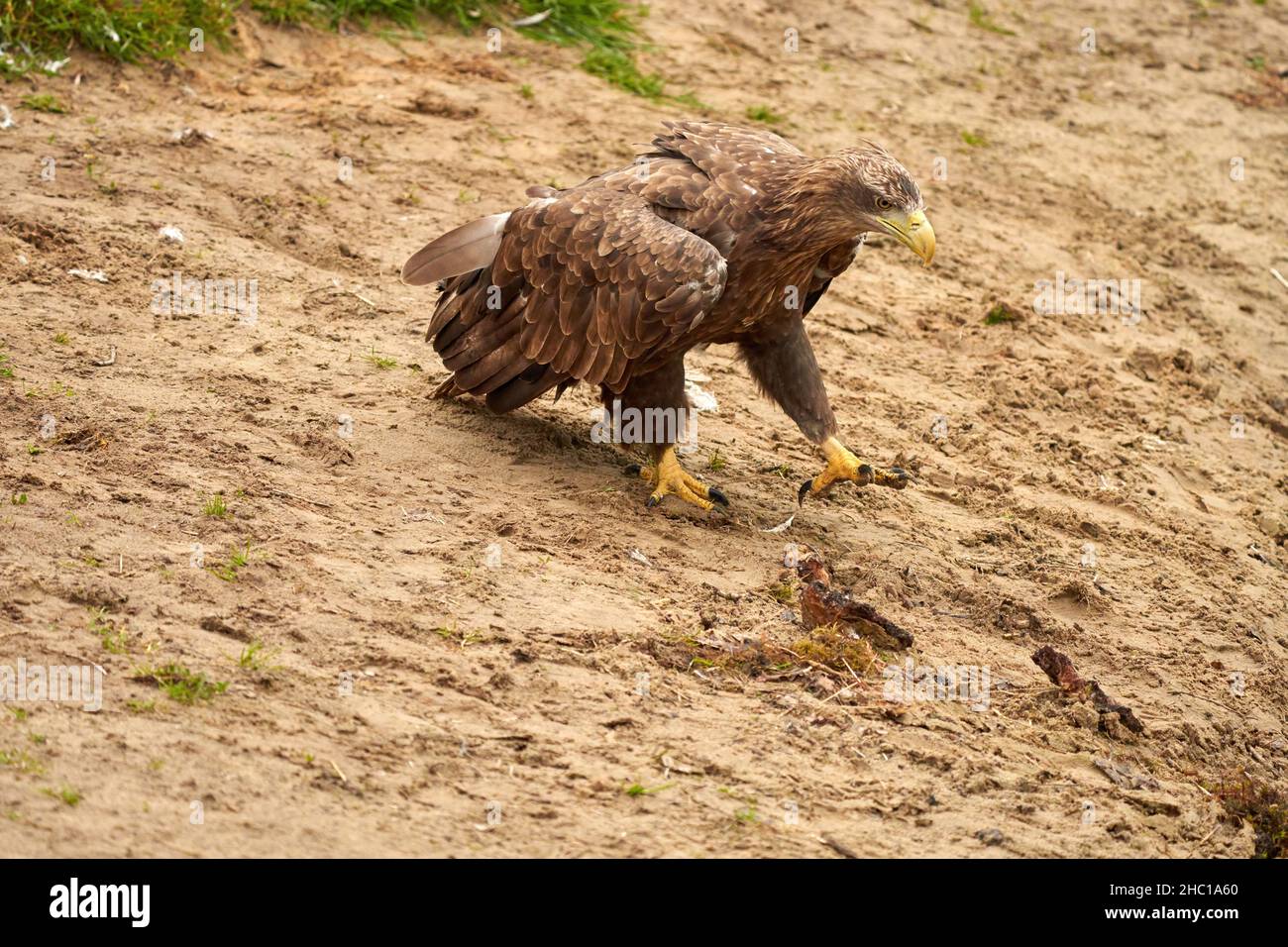 A hunting bald eagle walks with great strides over the sand. Sharp ...