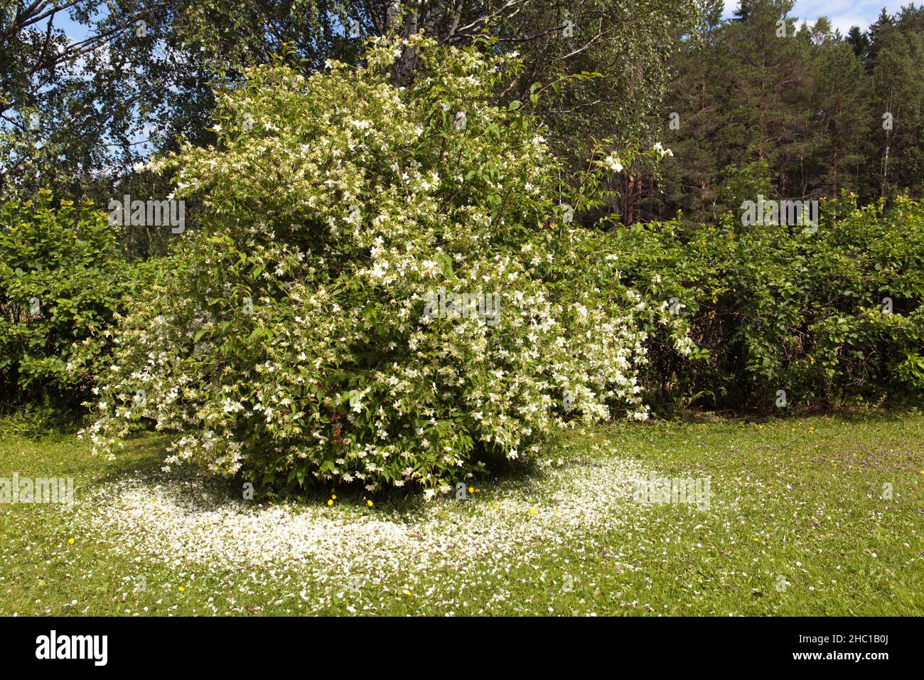 View of overblown jasmine flowers on a bush. Lawn and hedge, the summer ...