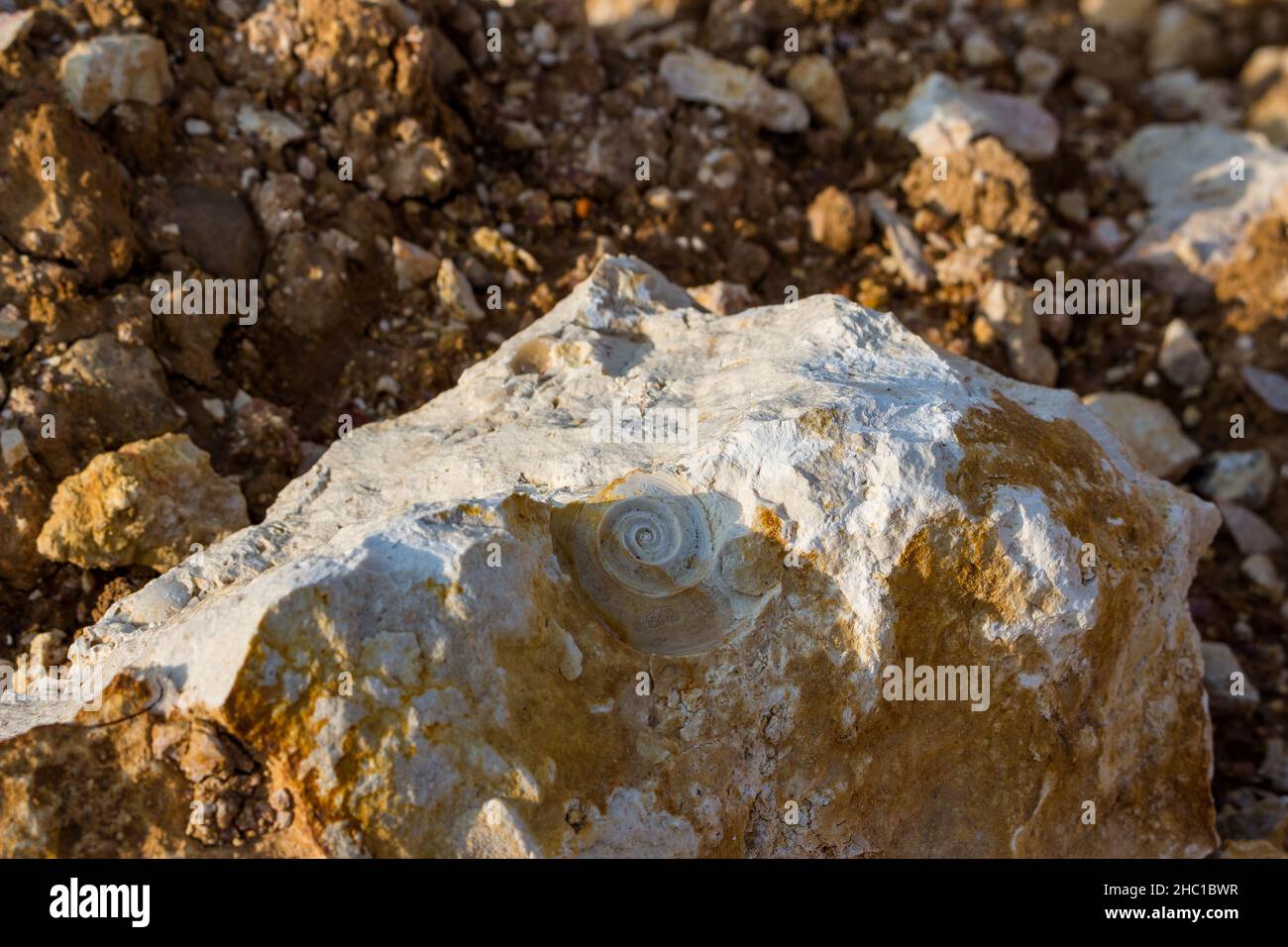 Imprint of a fossil shell (Gastropod) in a Carboniferous limestone rock ...