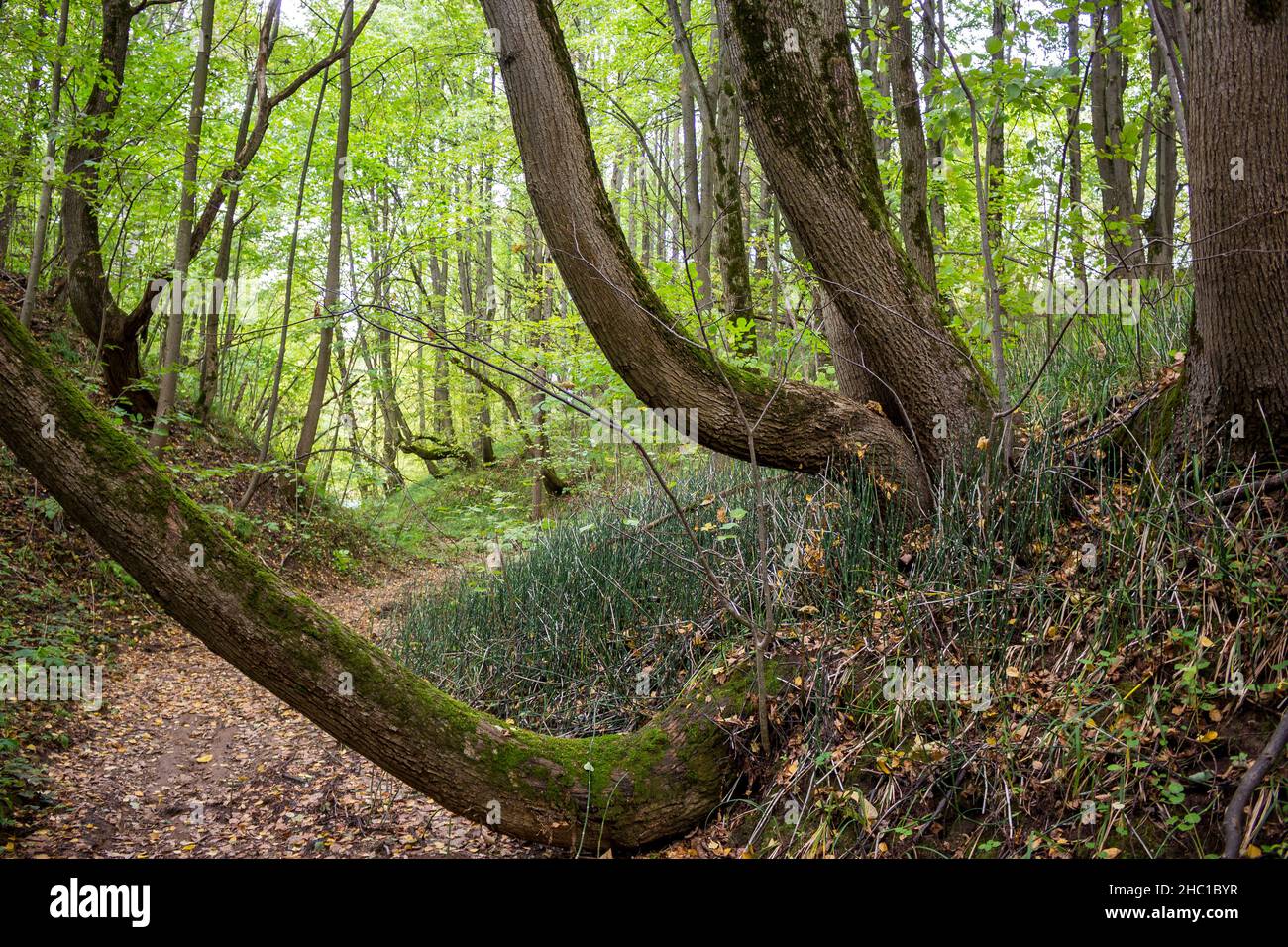 Crooked trees growing on the slope of a forest ravine. Mysterious ...
