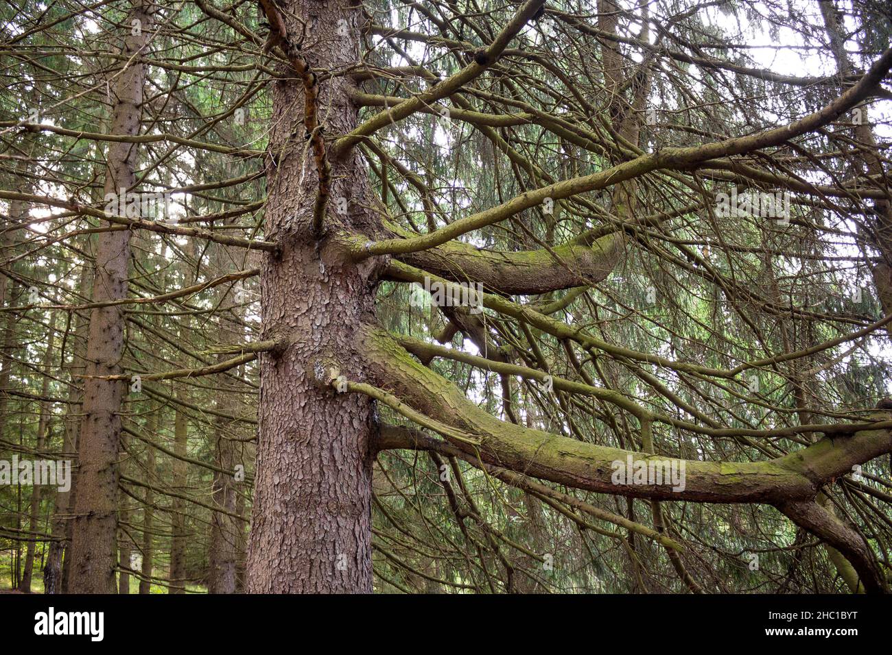 An old spruce with thick mighty branches in a spruce forest. Gloomy ...