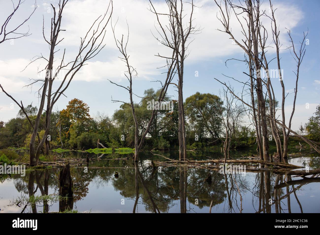 Dry dead trees flooded with water. The rise in the water level in the ...