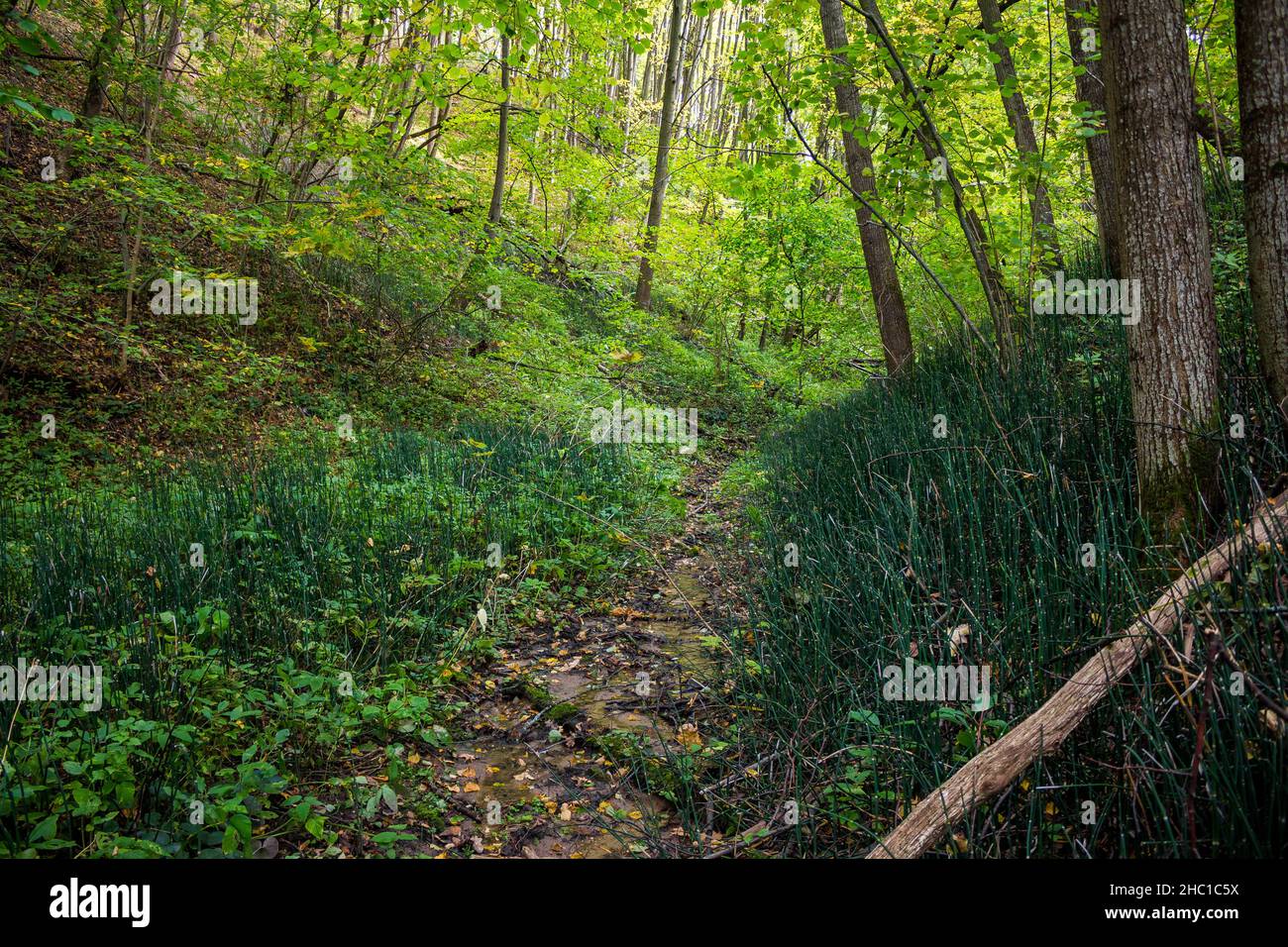 Deep Ravine High Resolution Stock Photography and Images - Alamy