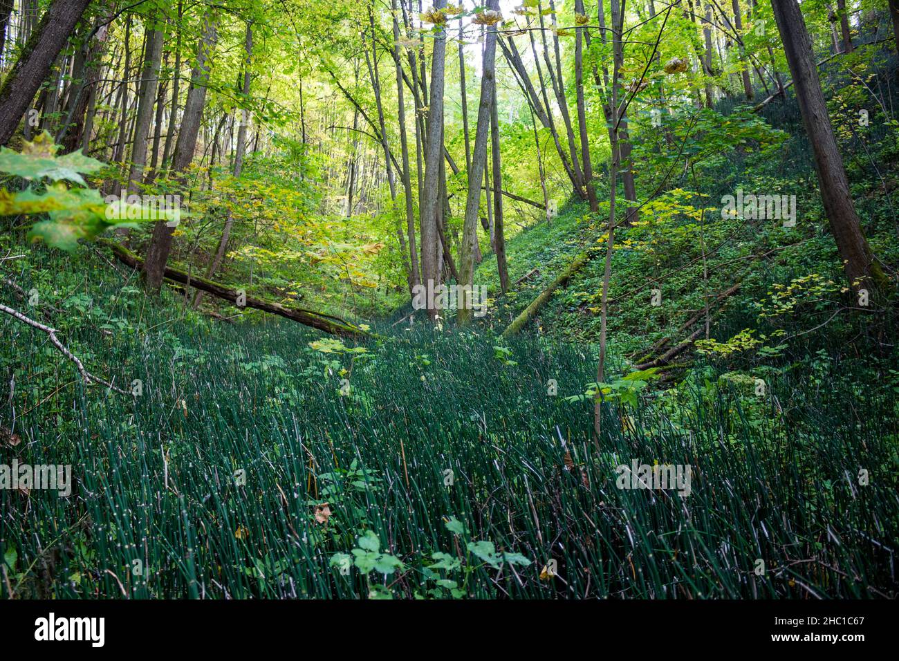 Deep Ravine High Resolution Stock Photography and Images - Alamy