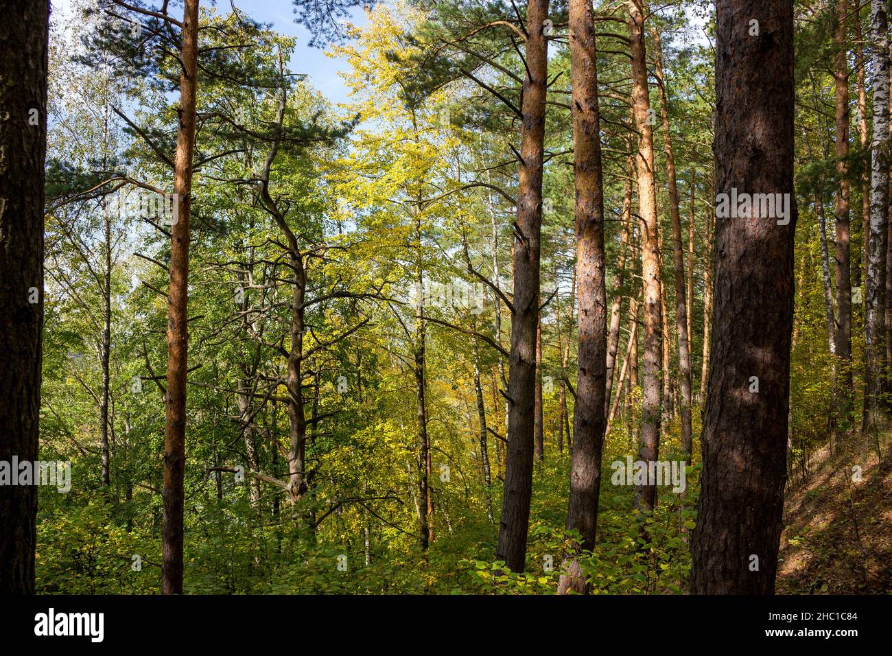Scenic view of a slope in a forest overgrown with pine trees Stock ...