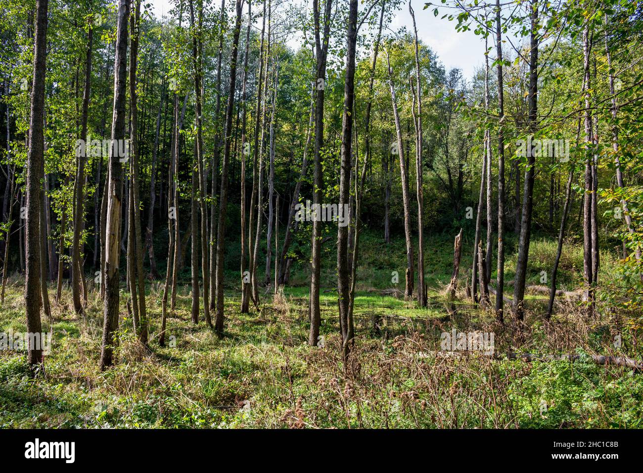 Trees growing in a swampy pond Stock Photo - Alamy