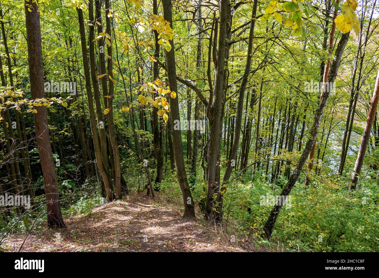 A picturesque slope of a large ravine overgrown with trees in a forest ...