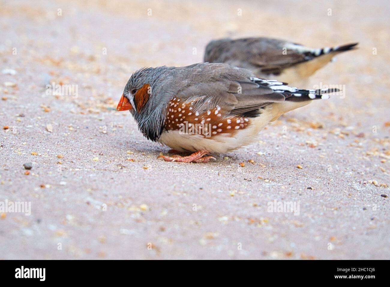 zebra finch on the ground foraging for food. Its colorful plumage and ...