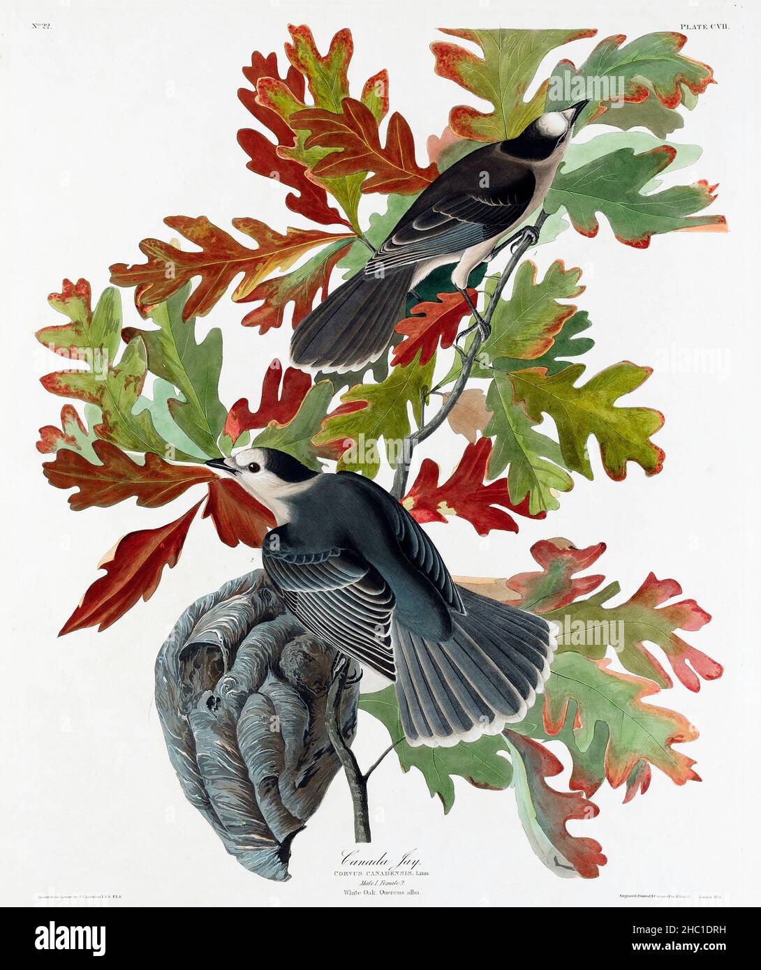 Canada Jay from Birds of America (1827) by John James Audubon (1785 ...