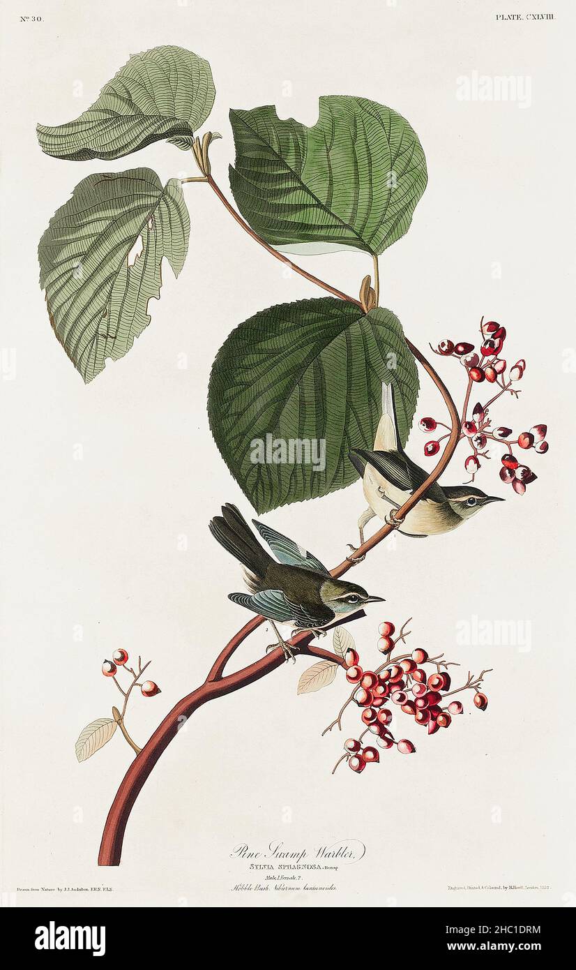 Pine Swamp Warbler from Birds of America (1827) by John James Audubon ...