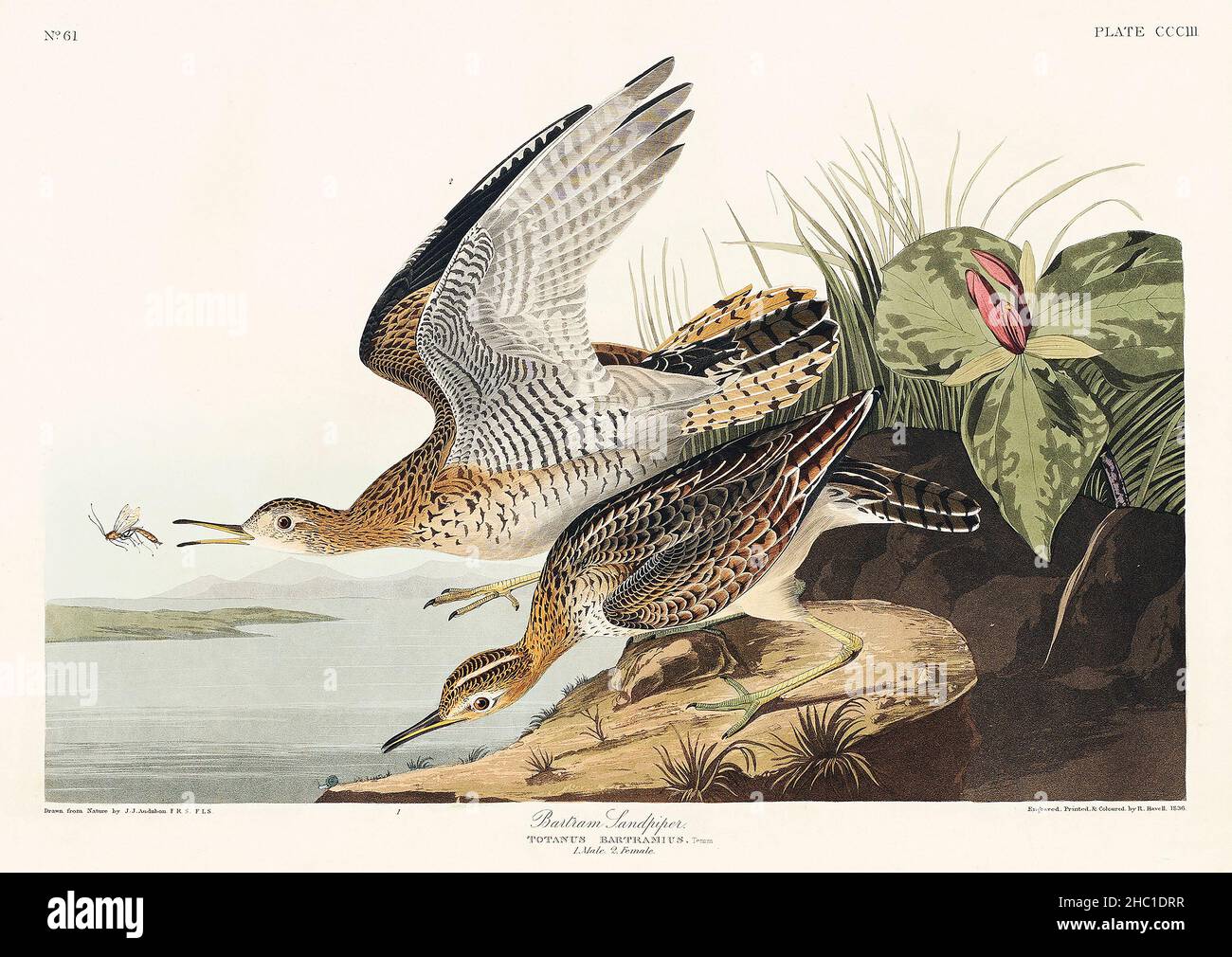 Bartram Sandpiper from Birds of America (1827) by John James Audubon ...