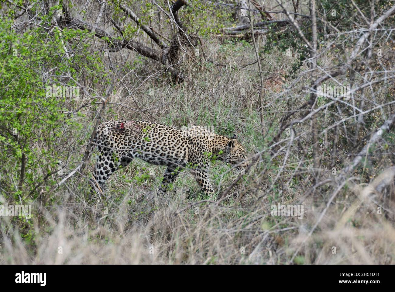 heaviliy wounded female leopard, Panthera pardus, stalking injured ...