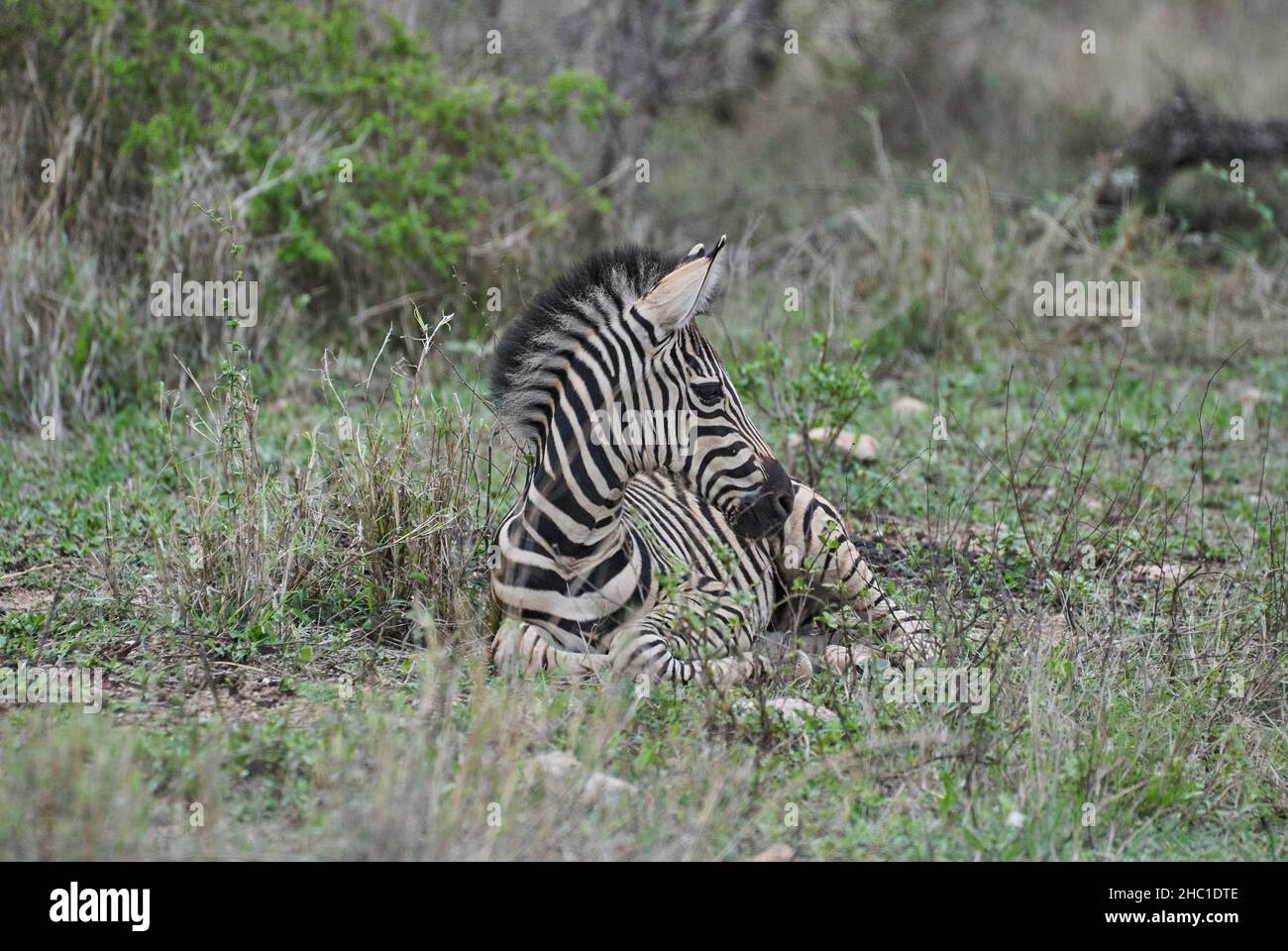 Baby Plains Zebra, Hippotigris, African equines quagga with distinctive ...