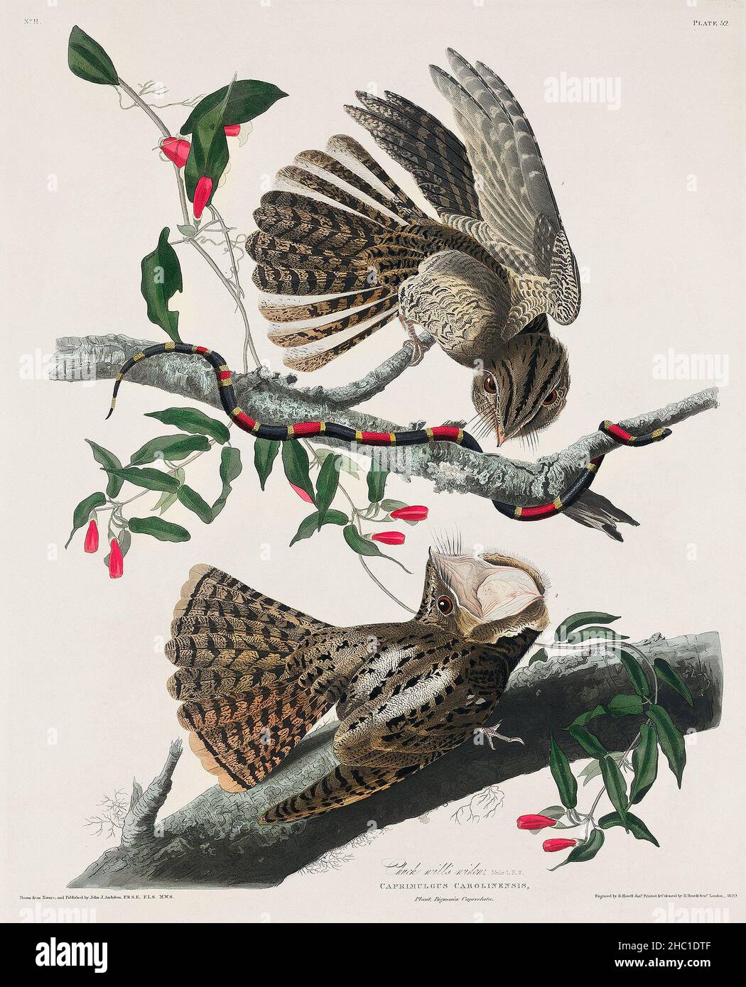 Chuck-will's Widow from Birds of America (1827) by John James Audubon ...