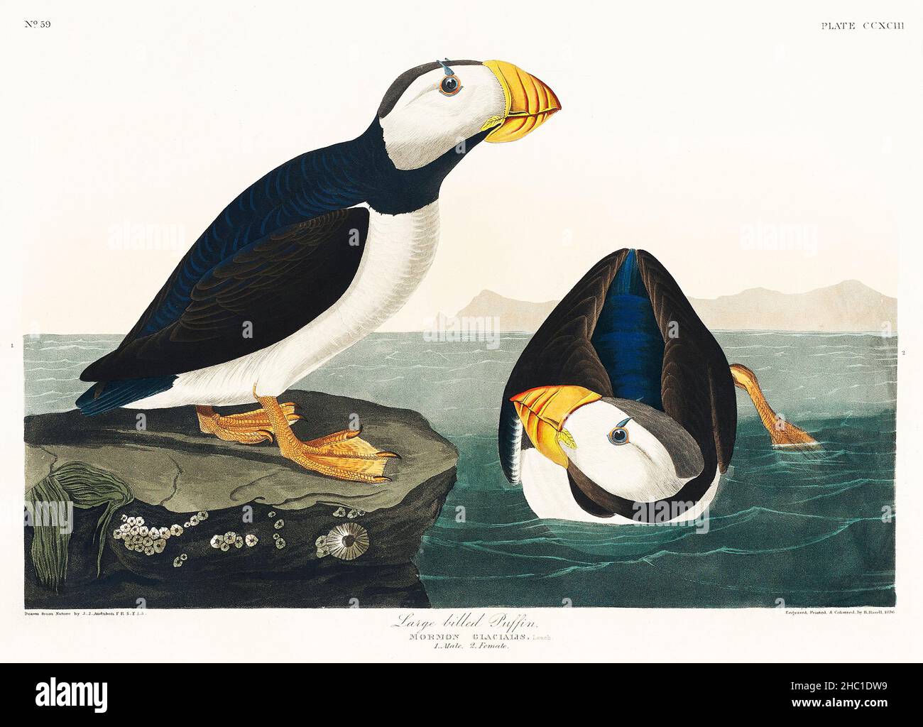 Puffin art puffin painting hi-res stock photography and images - Alamy