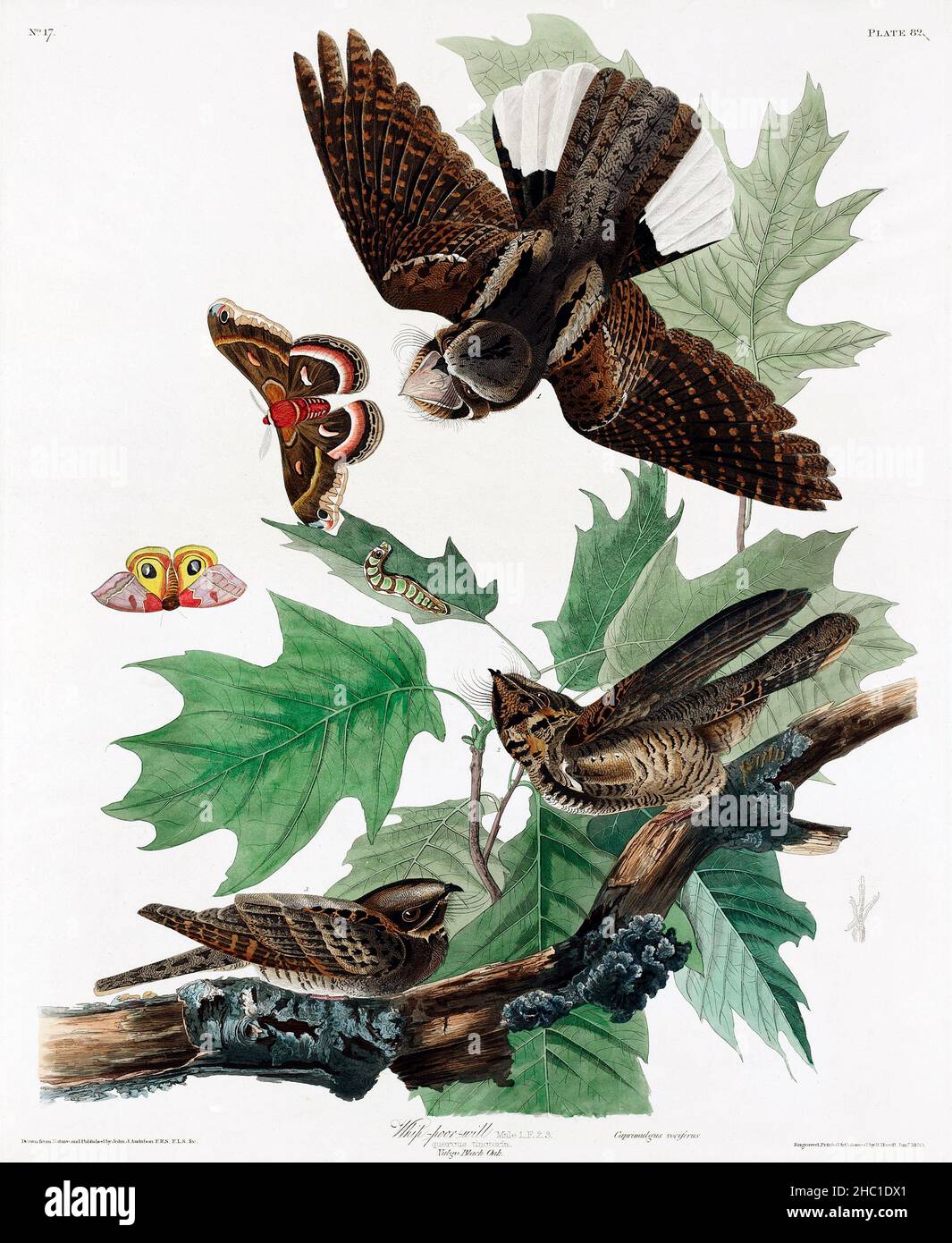 Whip-poor-will from Birds of America (1827) by John James Audubon (1785 ...