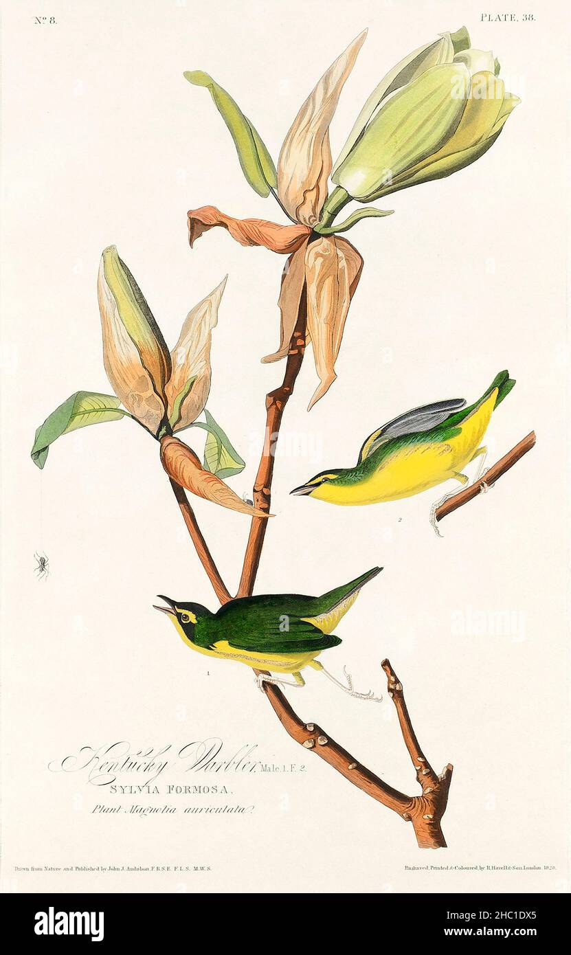 Kentucky Warbler from Birds of America (1827) by John James Audubon ...