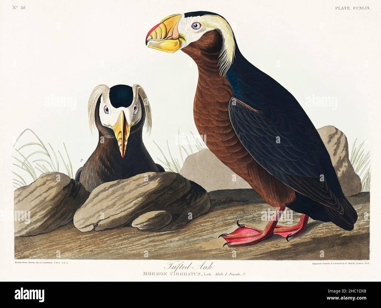 Tufted Auk from Birds of America (1827) by John James Audubon (1785 ...