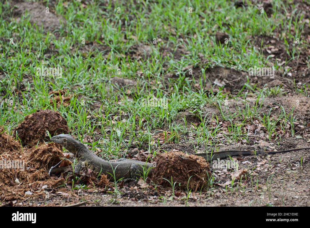 Monitor lizard, a large lizards in the genus Varanus, crawling through ...