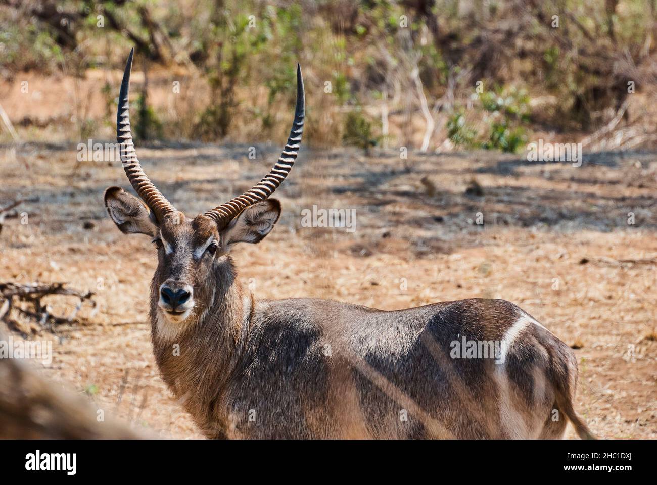 South africa trophy hunting hi-res stock photography and images - Alamy